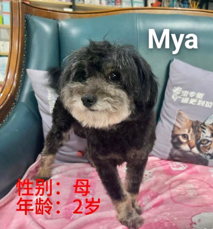 Mya - Gimme Shelter Animal Rescue